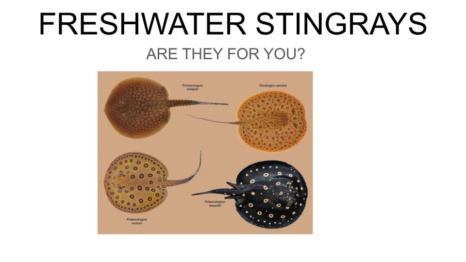 CCAC August 3rd, 2023 MEETING – Eric Maxson – Freshwater Stingrays ...